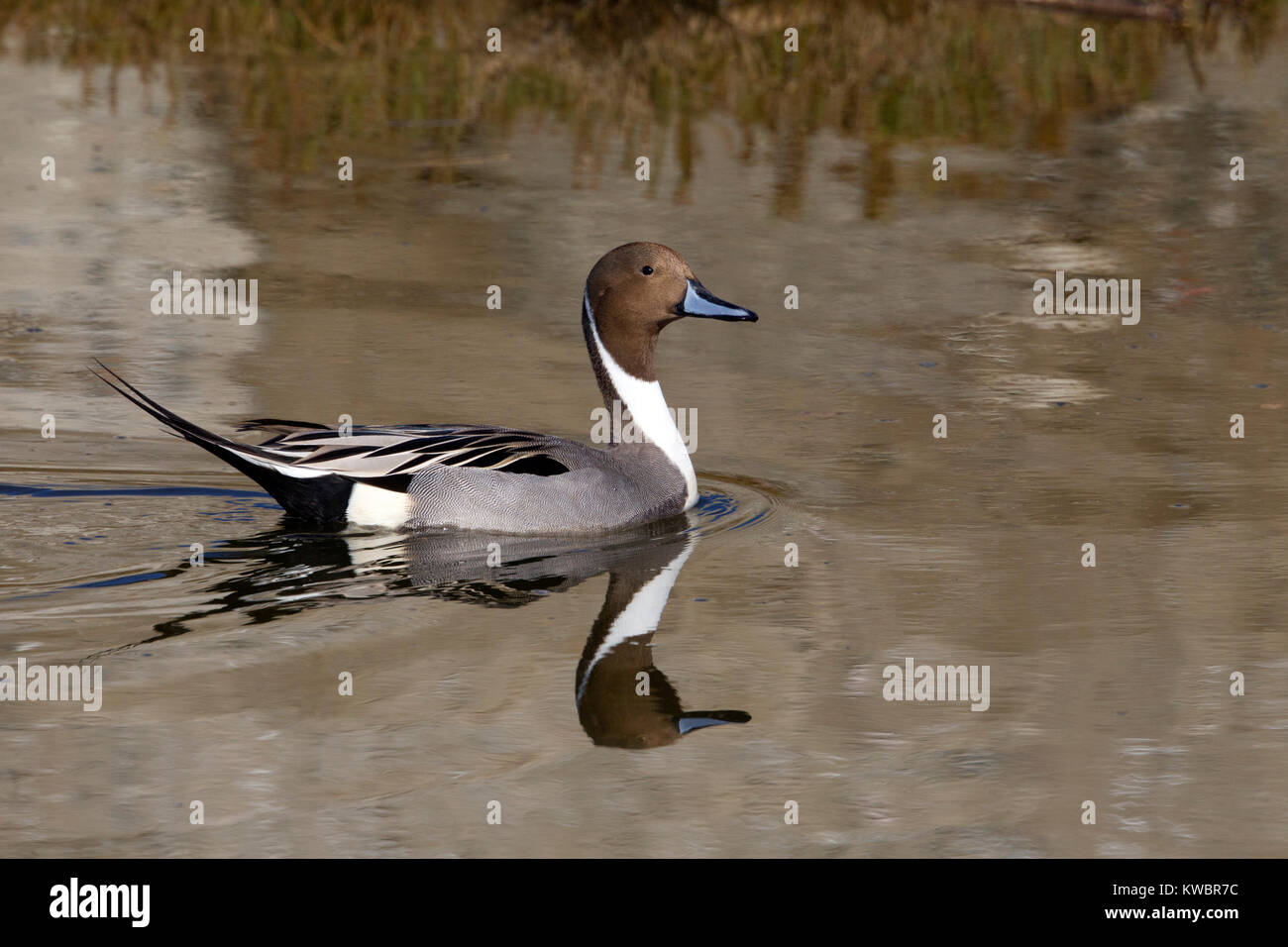 Northern Pintail Drake Reflection on Water Stock Photo - Alamy