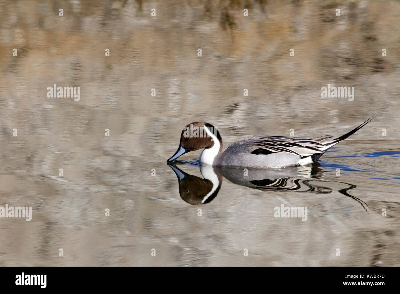 Northern Pintail Drake Reflection on Water Stock Photo - Alamy