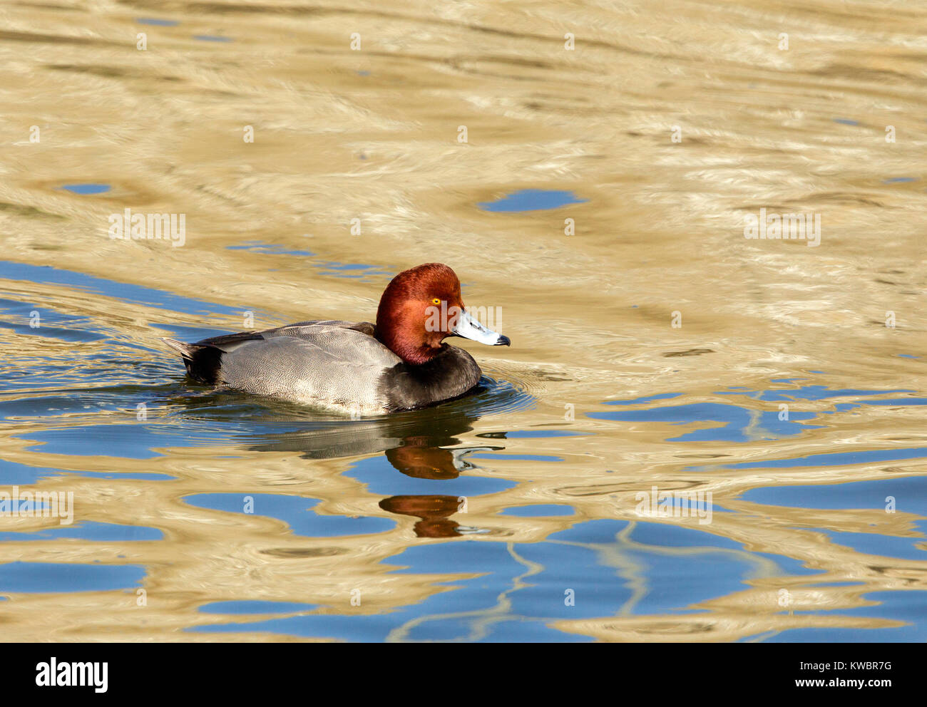 Red headed drake hi-res stock photography and images - Alamy