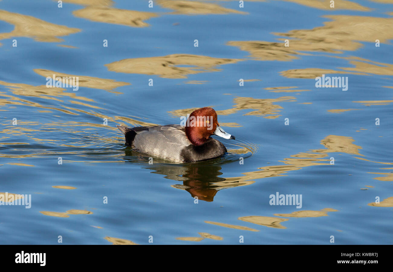 Drake redhead hi-res stock photography and images - Alamy