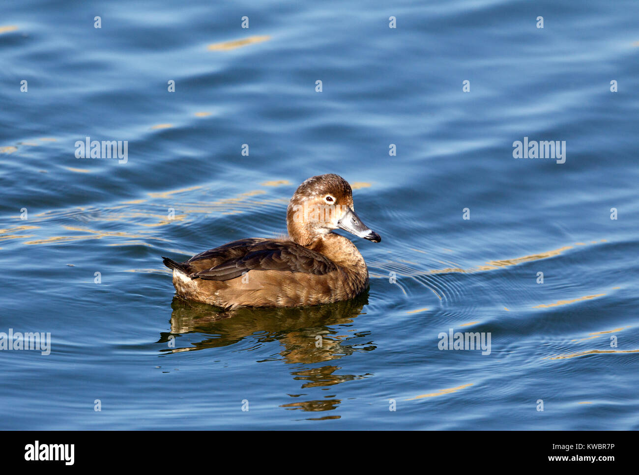 Redhead Hen High Resolution Stock Photography and Images - Alamy