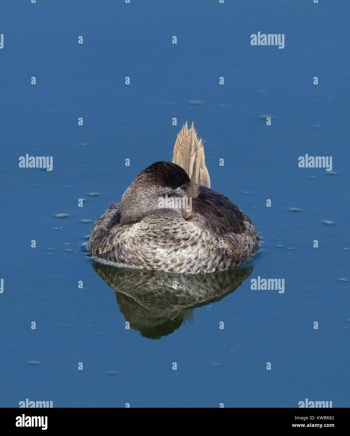 Ruddy Duck Female Stock Photo - Alamy