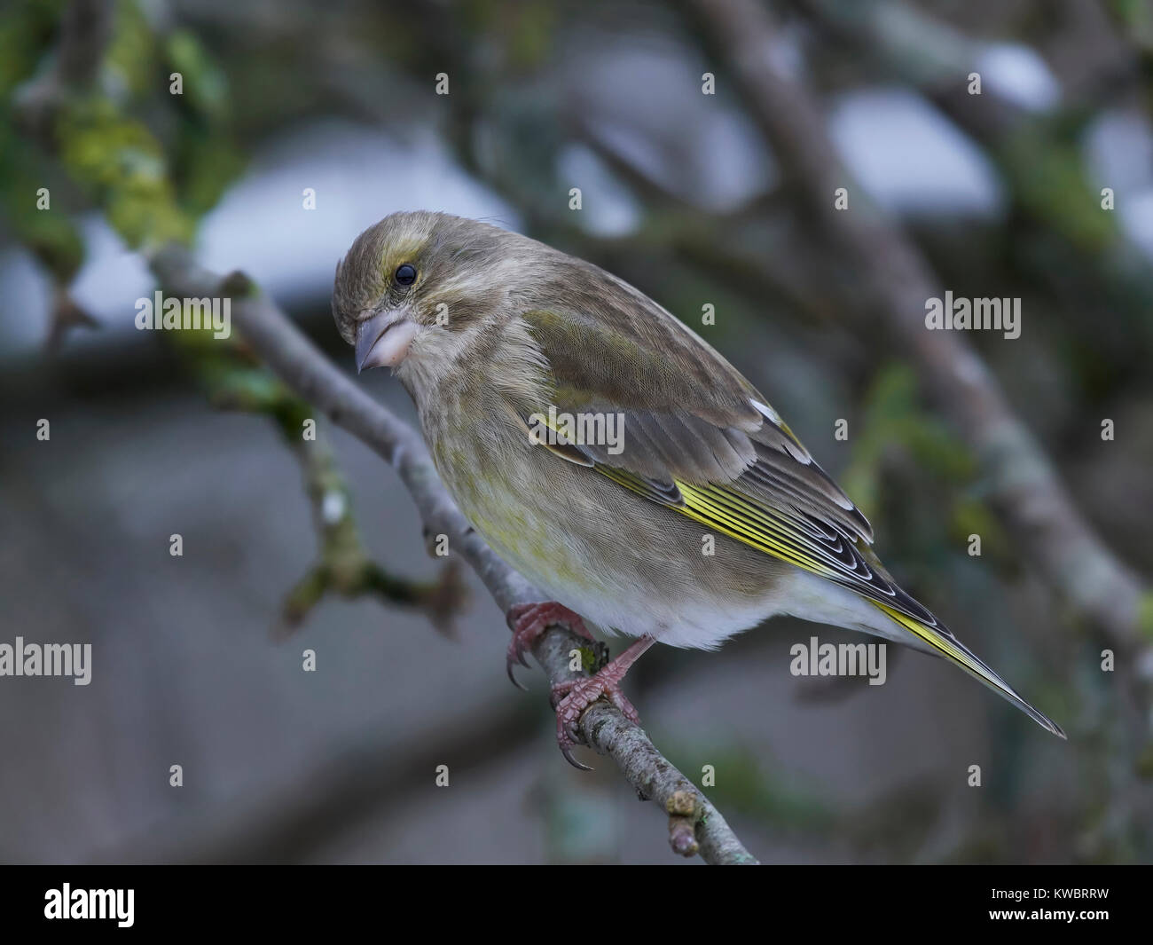 European greenfinch in its natural habitat Stock Photo - Alamy