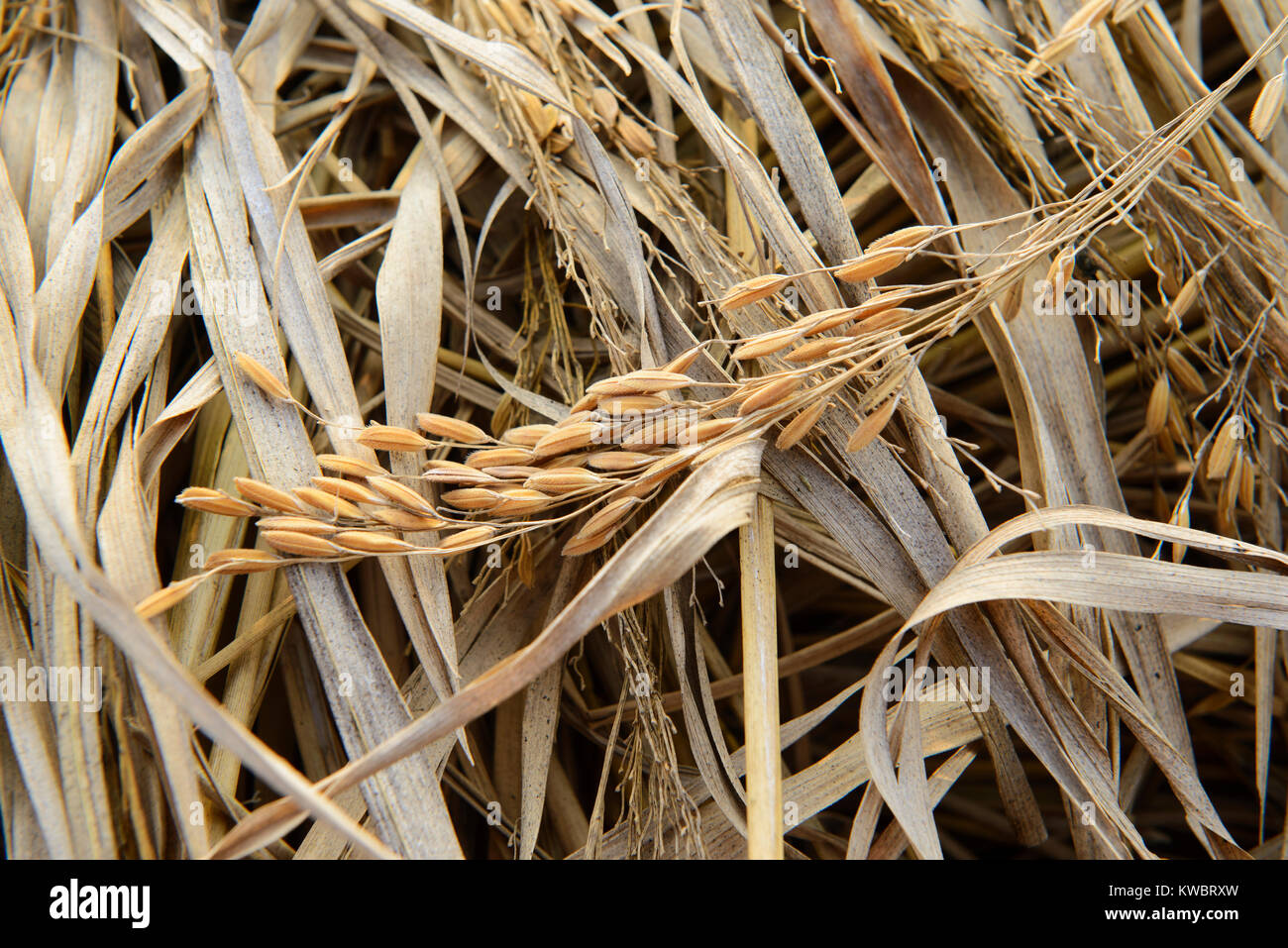 Paddy on straw background Stock Photo - Alamy