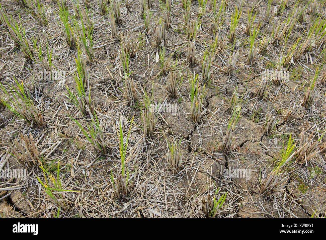 Cutting paddy hi-res stock photography and images - Alamy