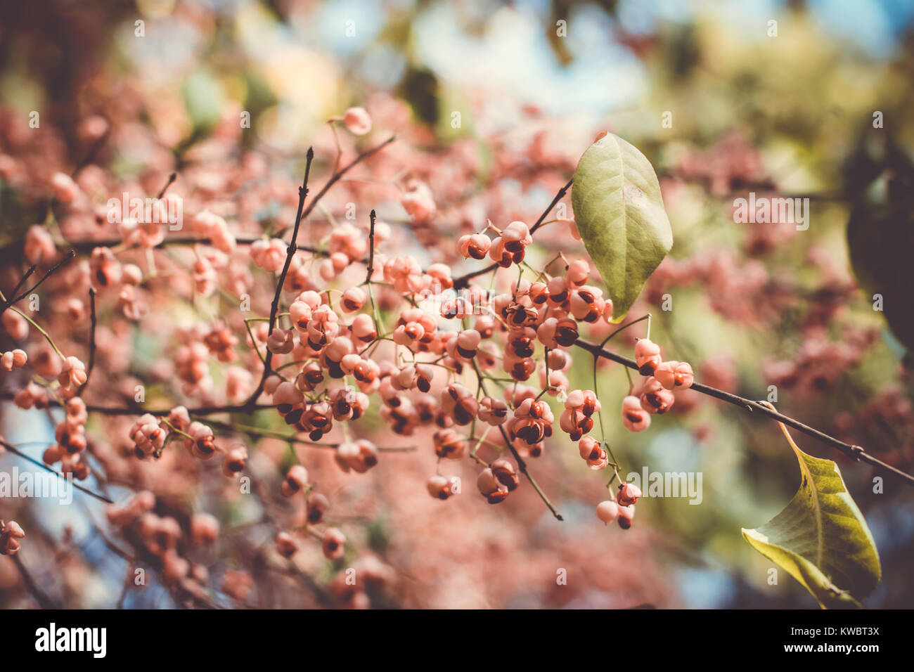Branches with seeds hi-res stock photography and images - Alamy