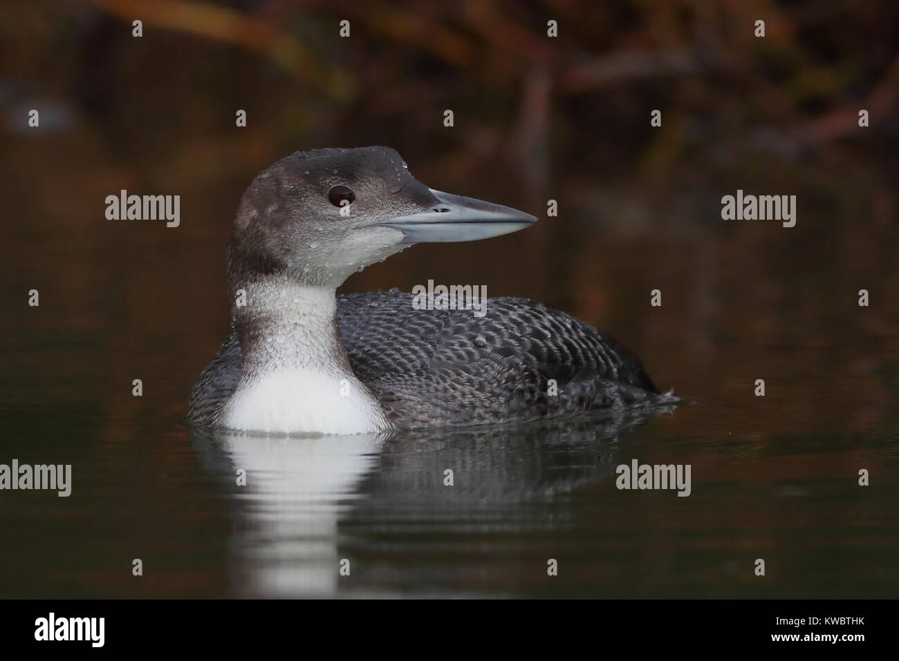 Juvenile Great Northern Diver Stock Photo - Alamy