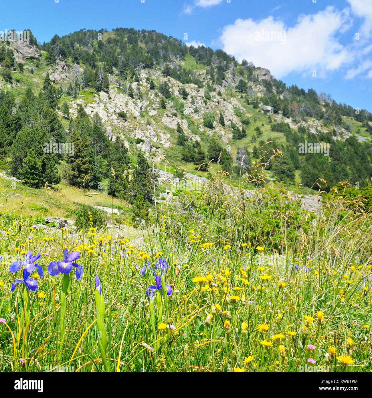 scenic mountains, meadows and blue sky Stock Photo - Alamy