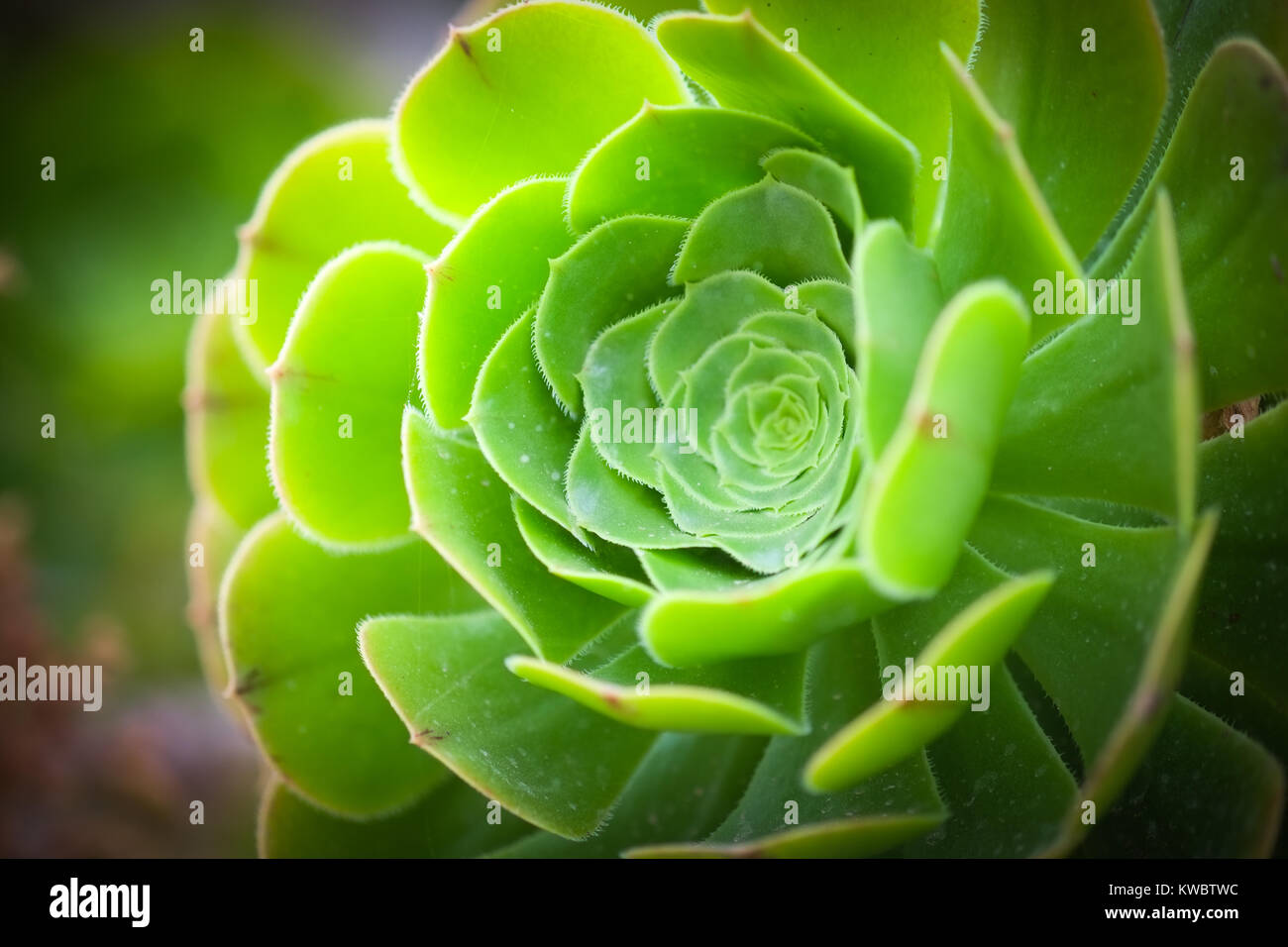 Rural Mediterranean flora, succulent, Malta Stock Photo - Alamy