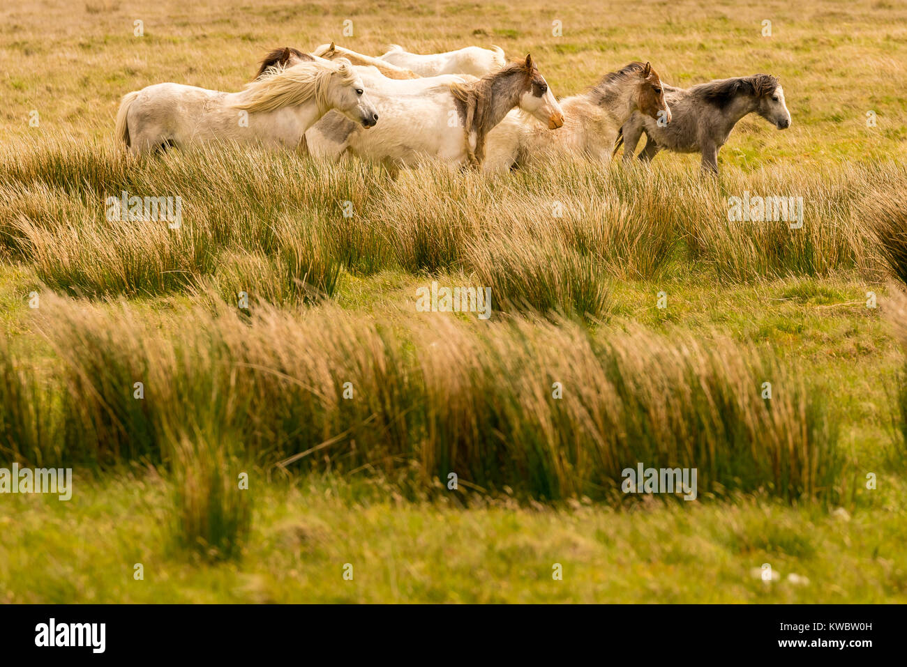 Eryr High Resolution Stock Photography and Images - Alamy