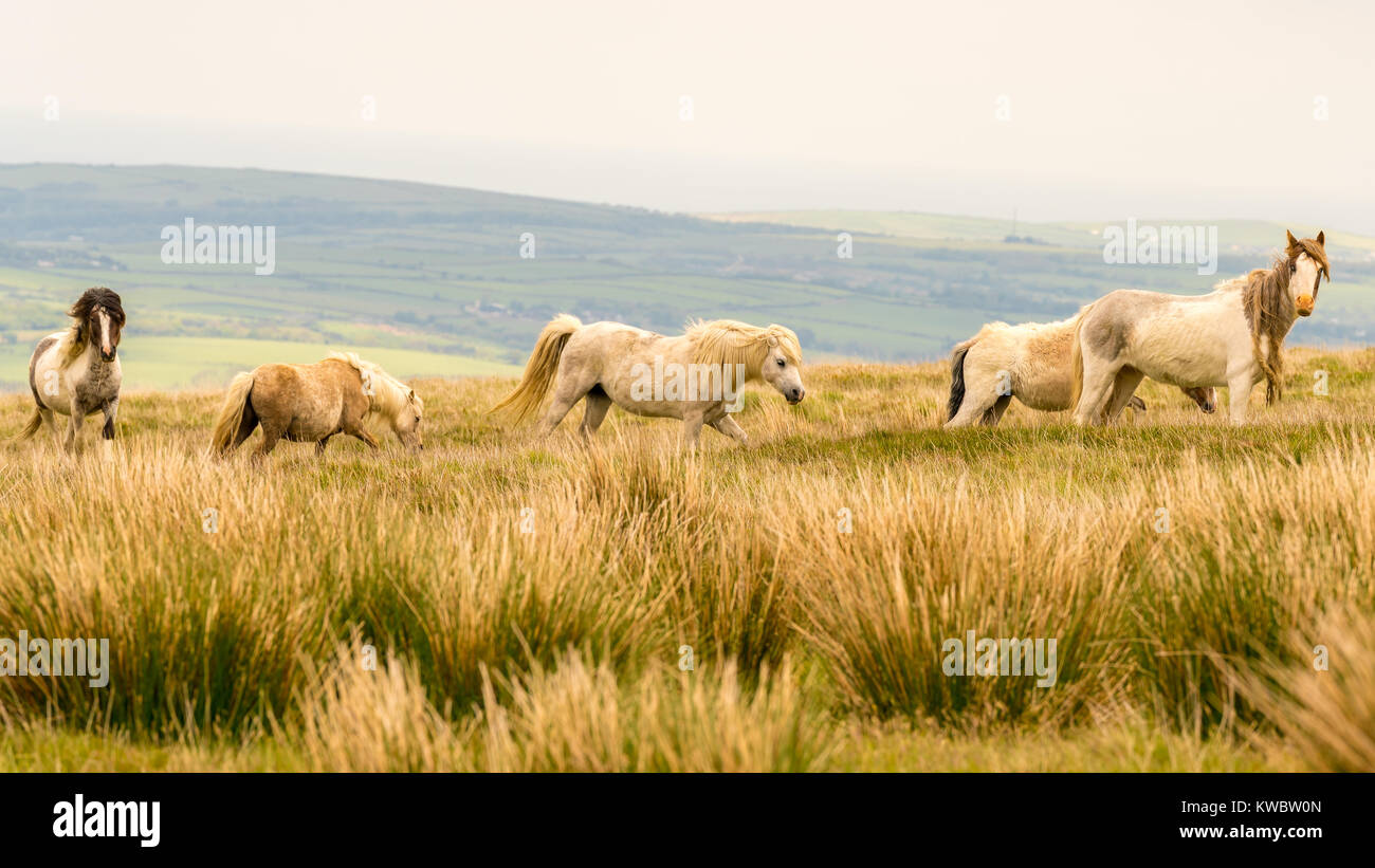 Wild horses on a grey and windy day near Foel Eryr, Clynderwen ...