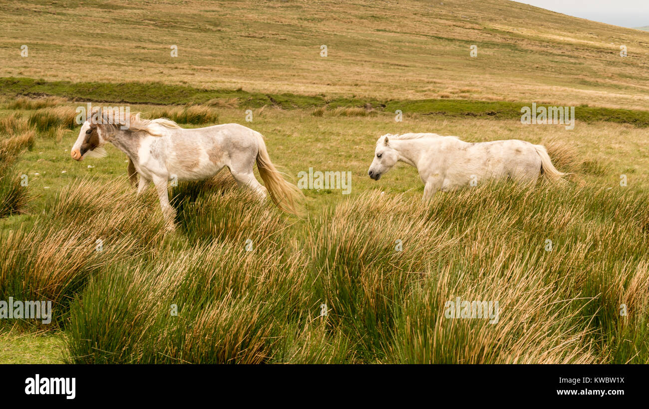 Eryr hi-res stock photography and images - Alamy