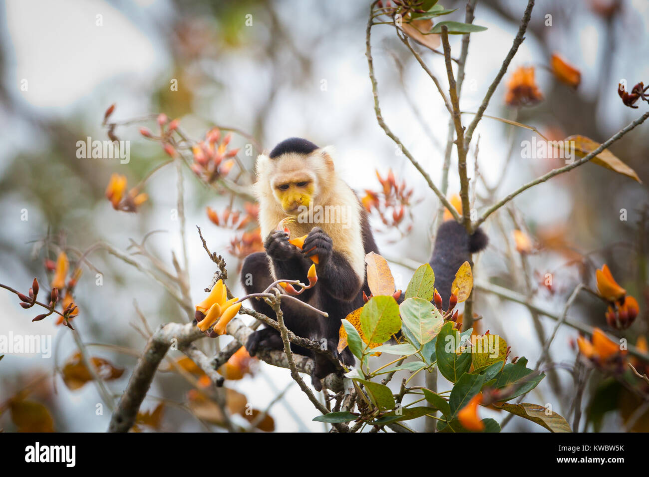 White-faced Capuchin, Cebus imitator, in Soberania national park ...