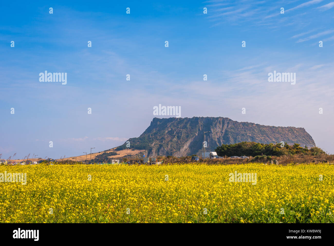 Canola field at Seongsan Ilchulbong, Jeju Island, South Korea Stock ...