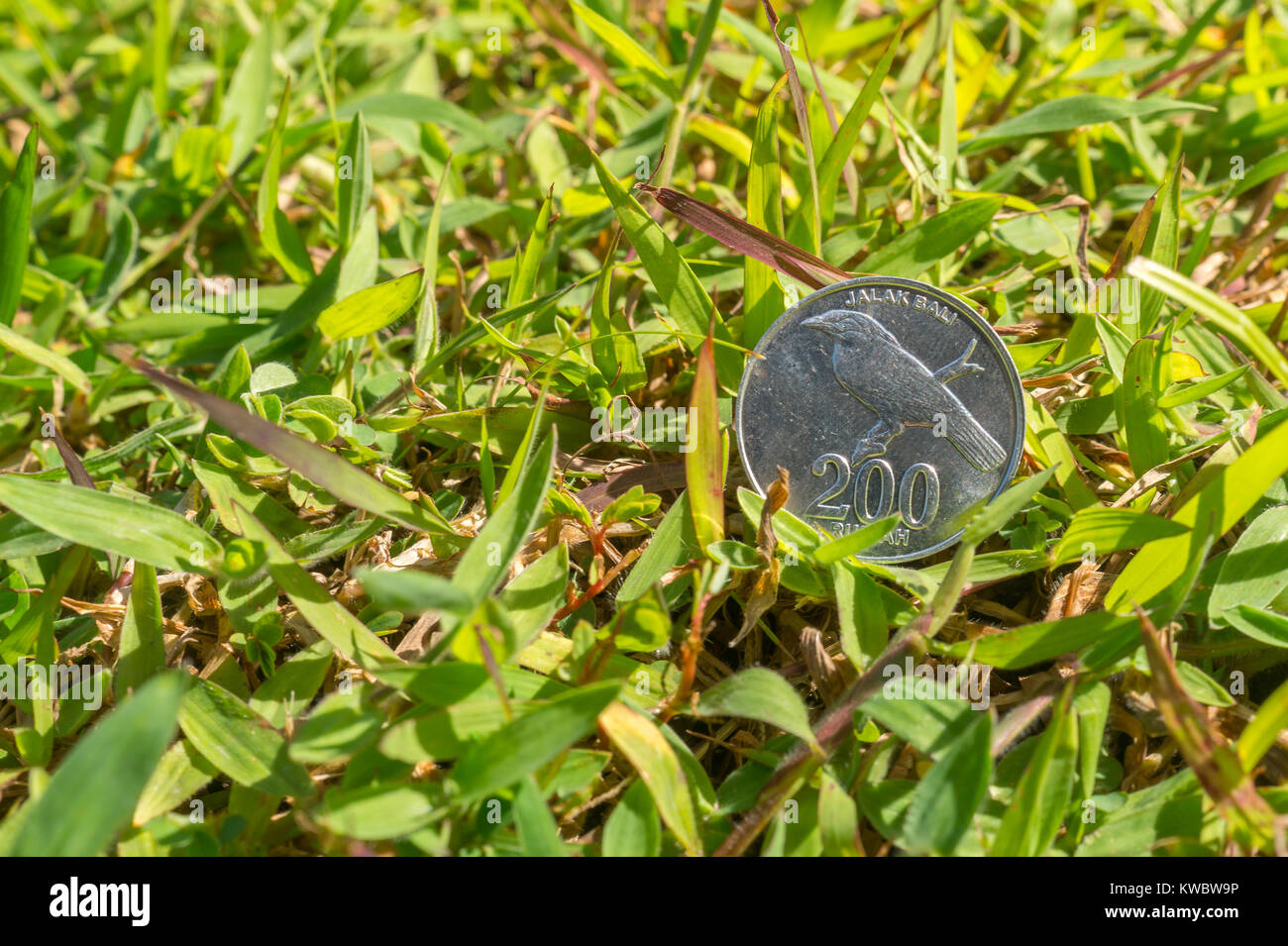 Single two hundred Rupiah coin money on green grass Stock Photo - Alamy
