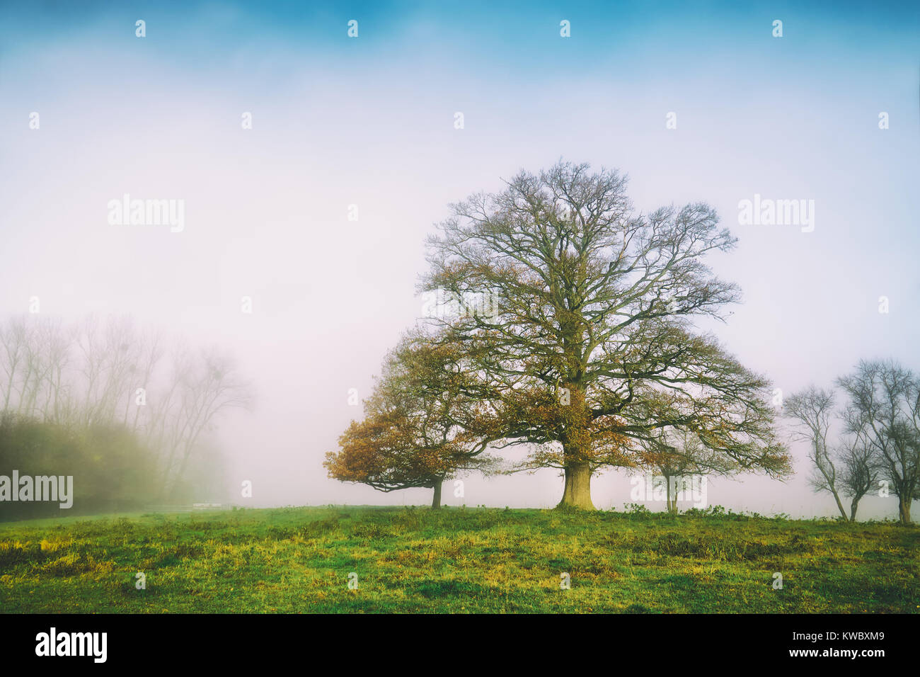 Autumn foggy misty morning with one big tree. Copy space Stock Photo ...