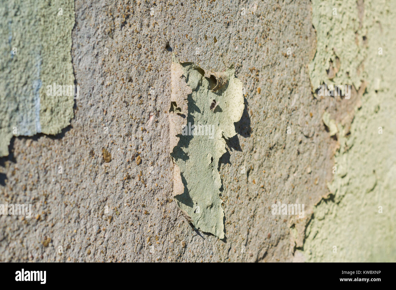 Wall with peeling paint, paint problem. Inadequate paint system, water ...