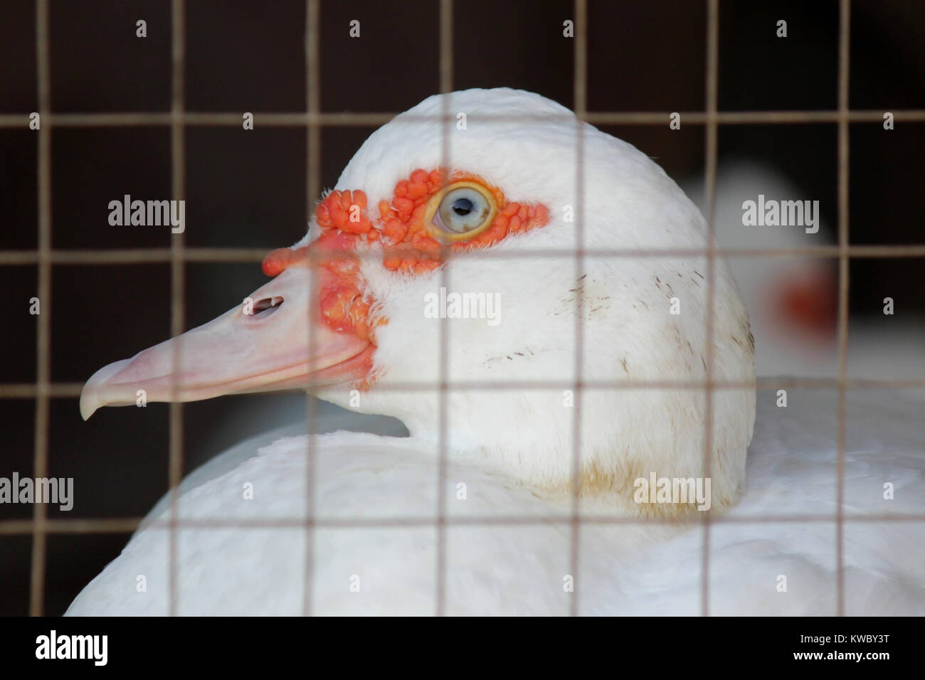 Muscovy white duck hi-res stock photography and images - Alamy