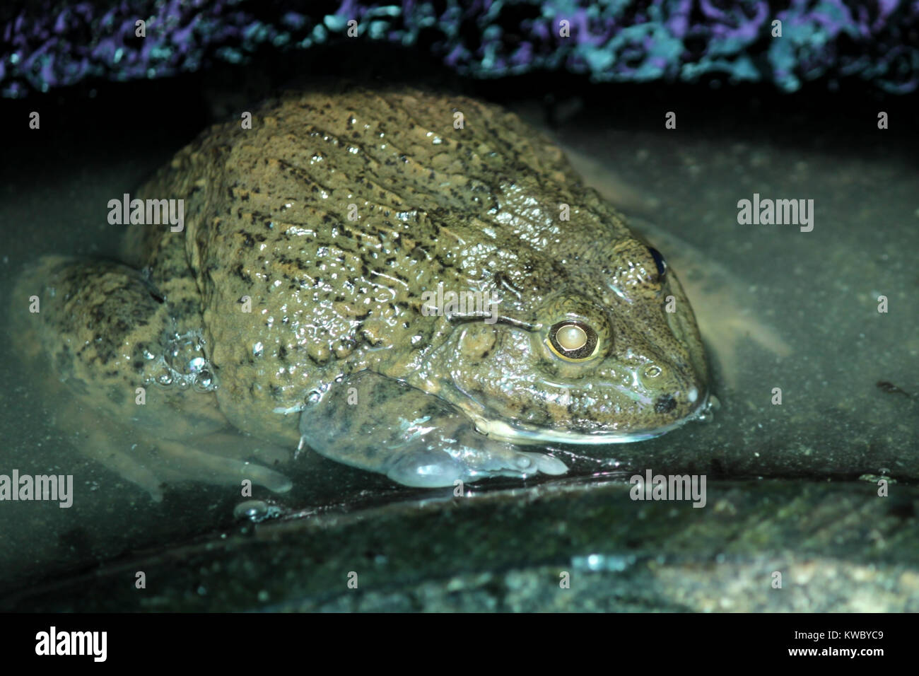 Bullfrog farming hi-res stock photography and images - Alamy