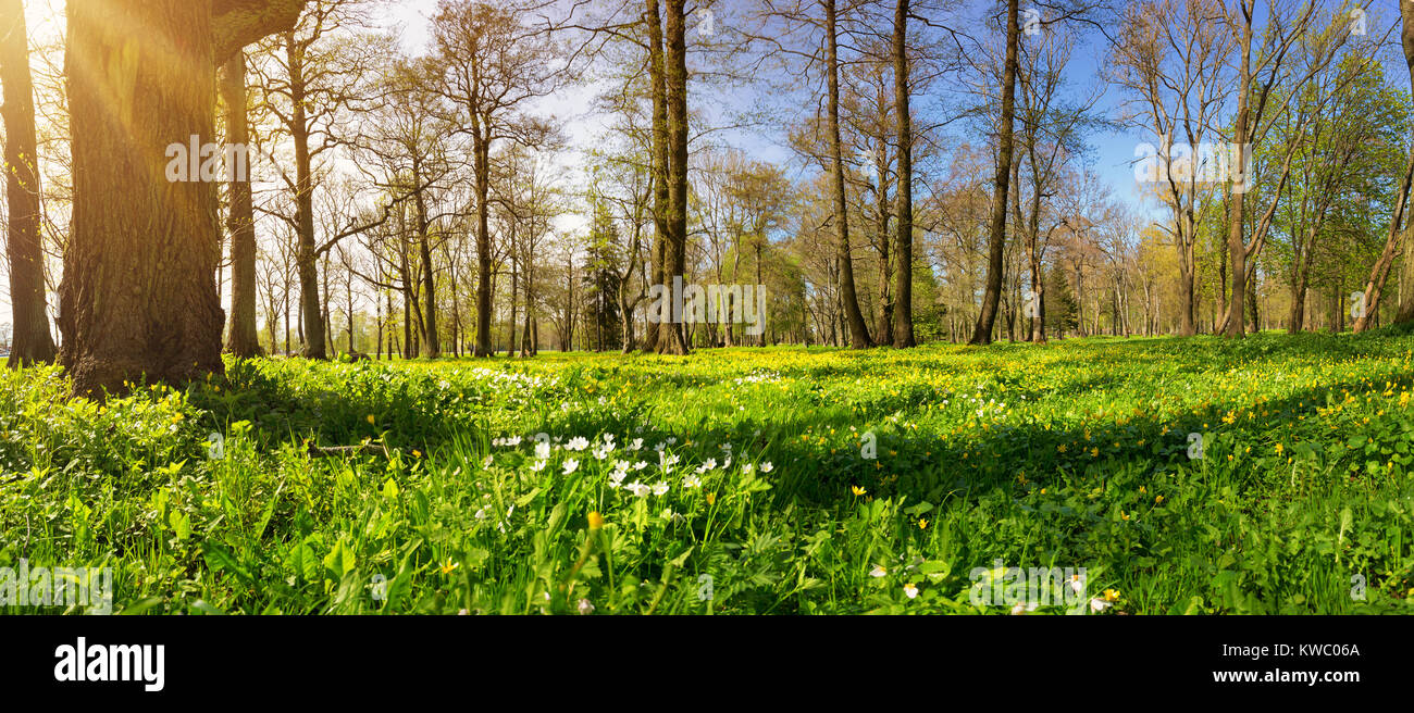 Wood with spring flowers Stock Photo - Alamy