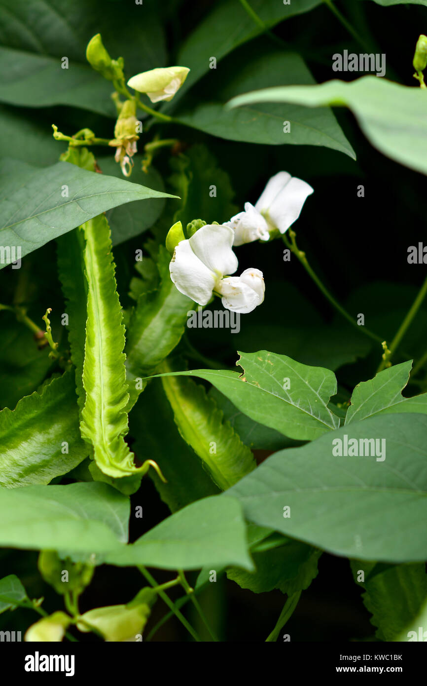 Winged bean hi-res stock photography and images - Alamy