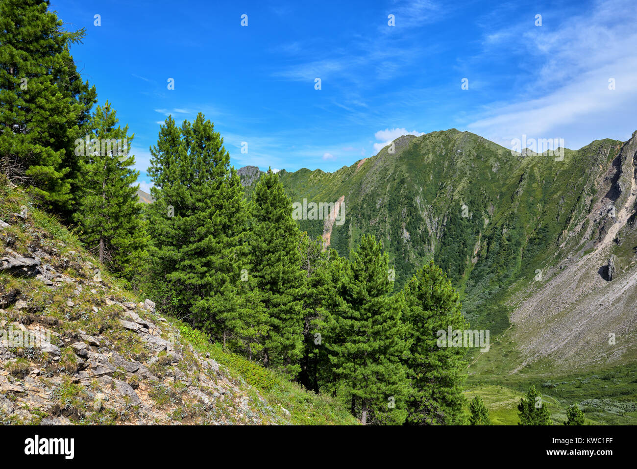 Siberian cedars hi-res stock photography and images - Alamy