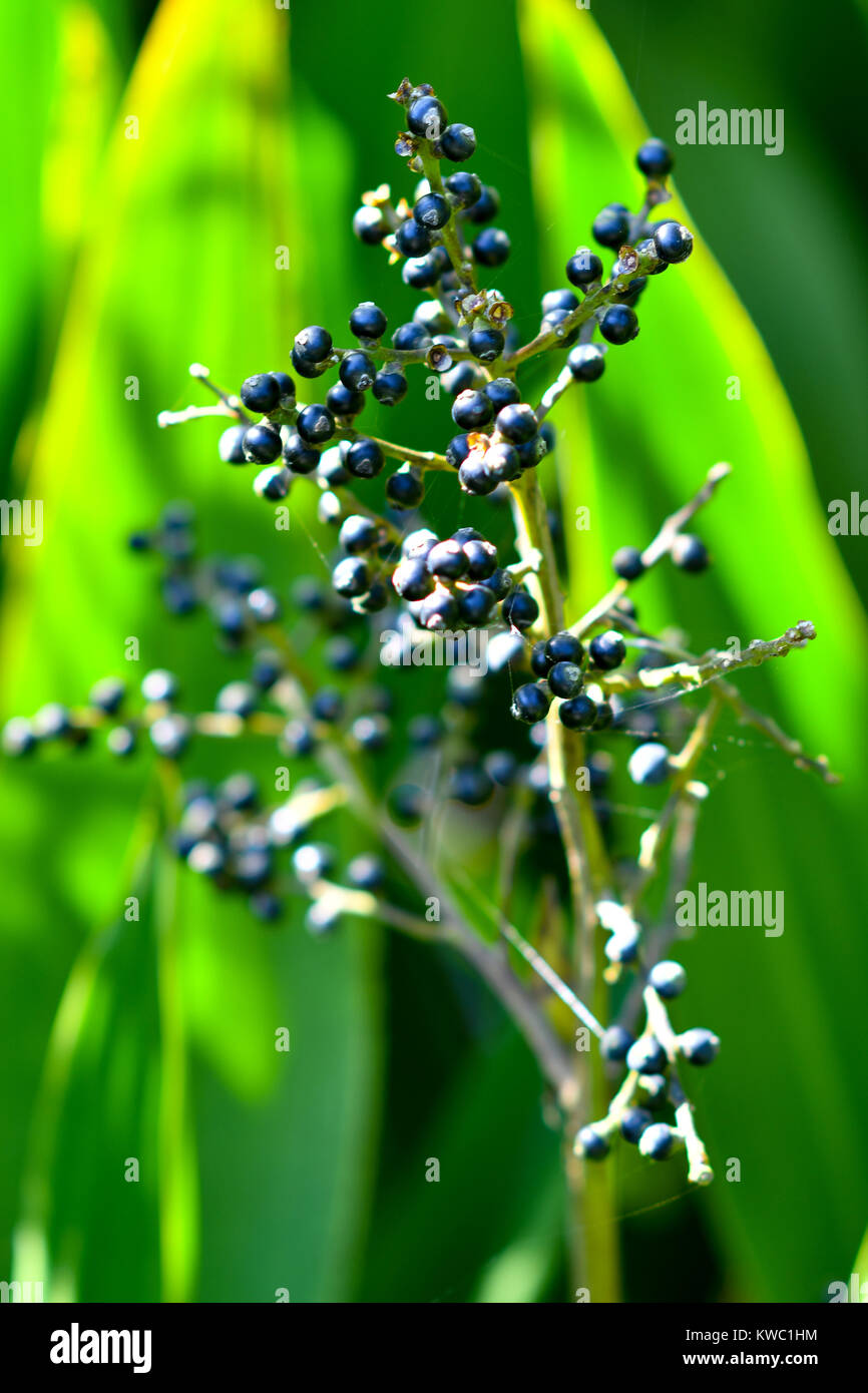 Purple fruits hi-res stock photography and images - Alamy