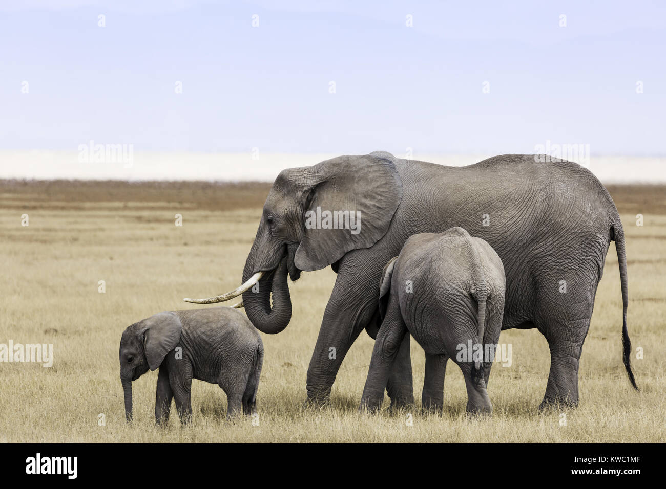 Elephant family in safari hi-res stock photography and images - Alamy