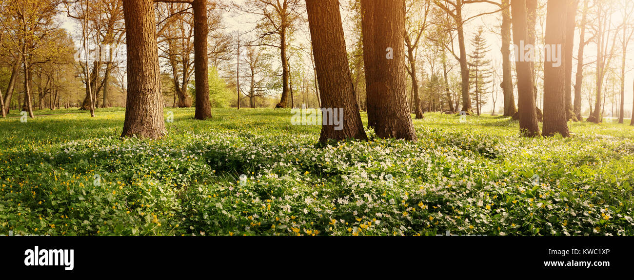 Wood with spring flowers Stock Photo - Alamy