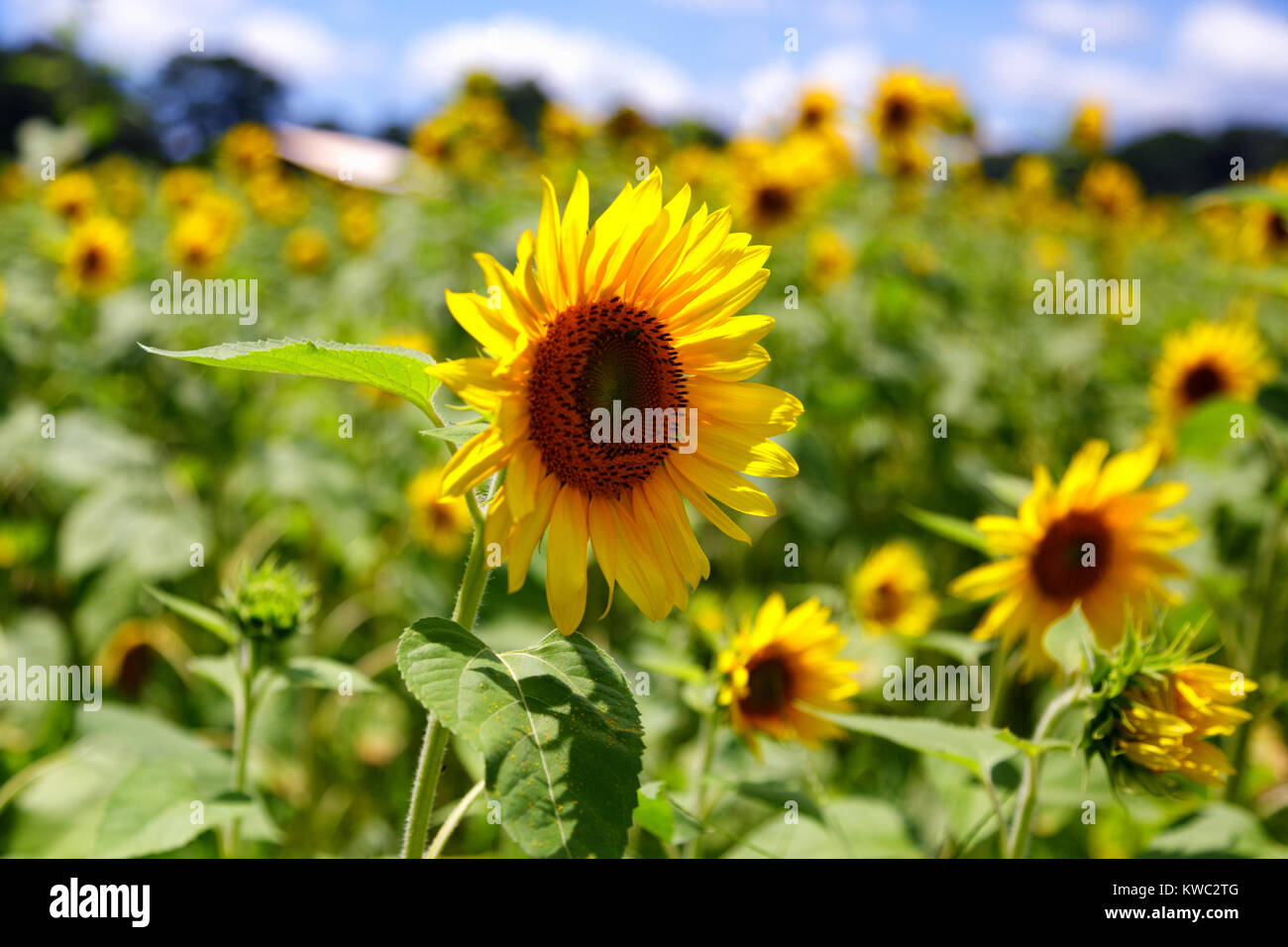 A field of brilliant yellow sunflowers in a sunny, summer field Stock ...