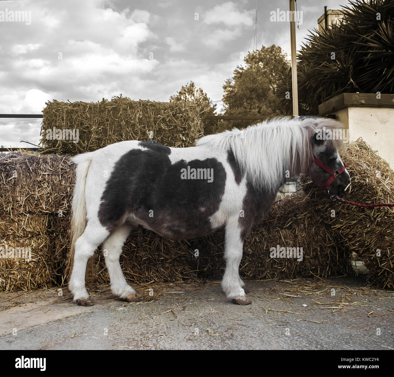 A shot of a cute young pony Stock Photo - Alamy