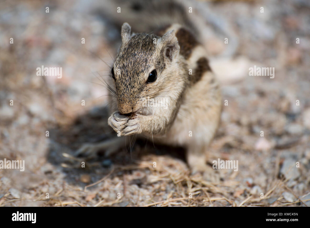 Close up of Indian palm squirrel (three-striped palm squirrel ...