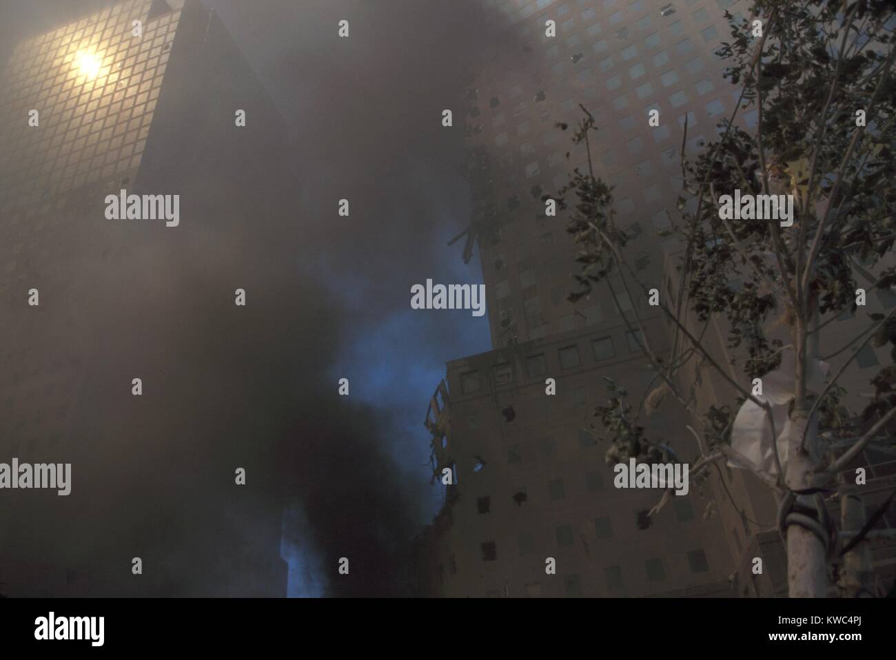 Tree cluttered with debris in front of World Financial Center 3 (WFC 3 ...