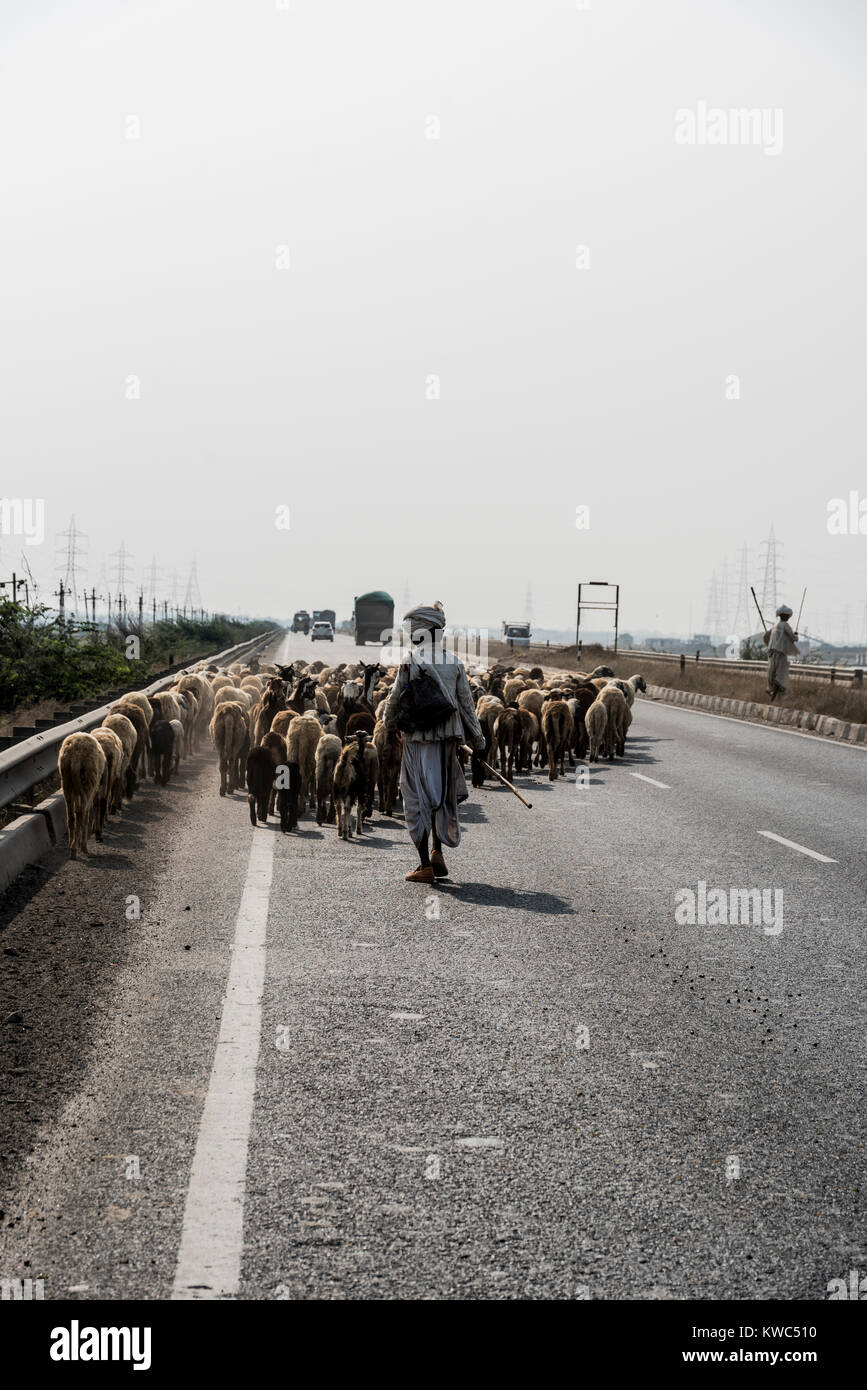 Shepherd with herds of sheep on the Kutch Highway Gujarat India Stock ...