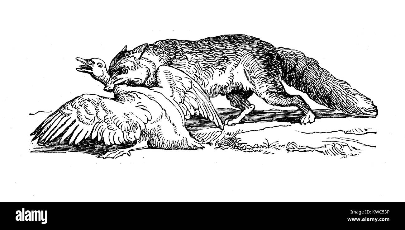 Vintage engraving, fox captures domestic goose biting the neck Stock ...