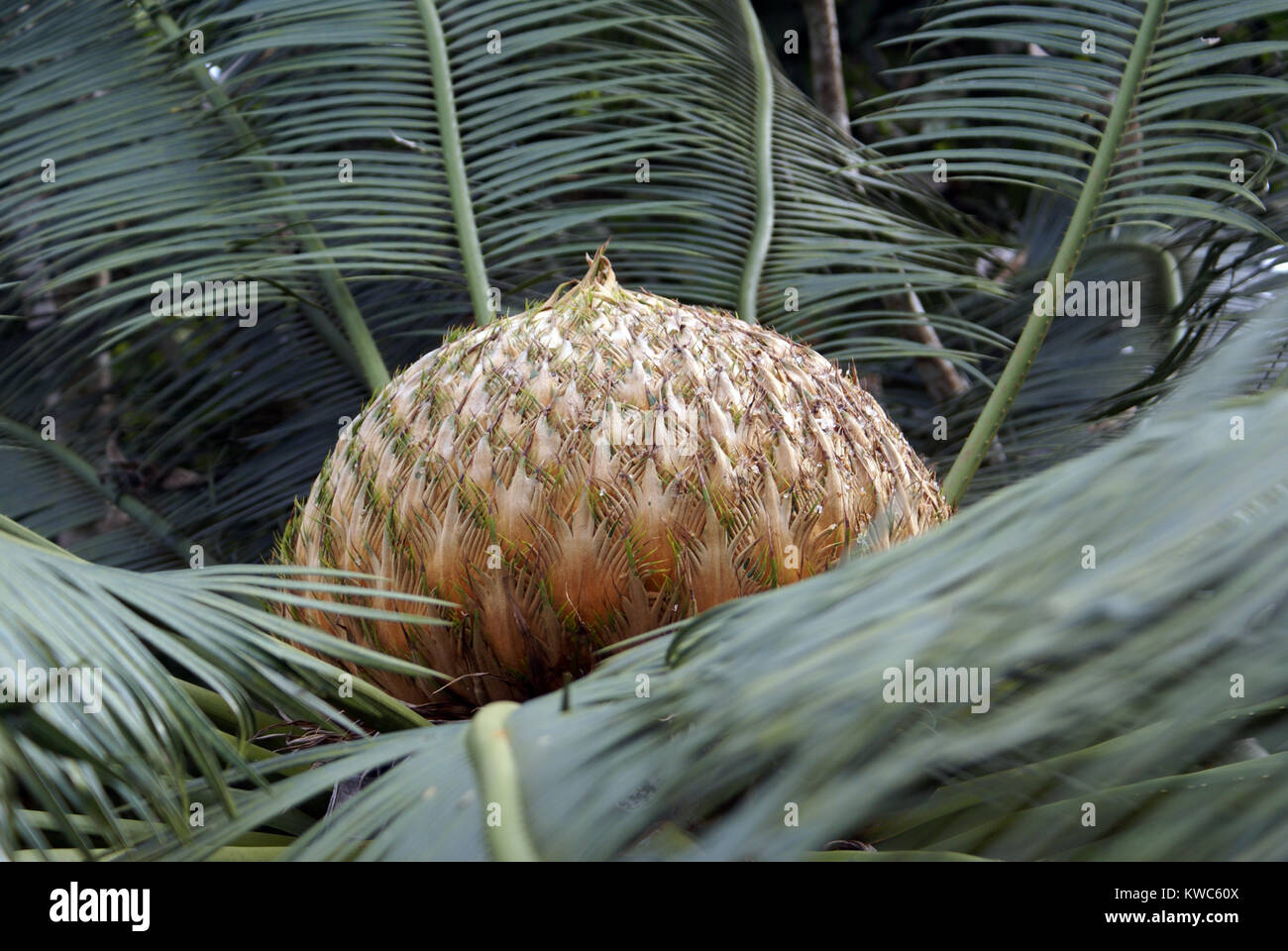 Palm tree and big nut Stock Photo - Alamy
