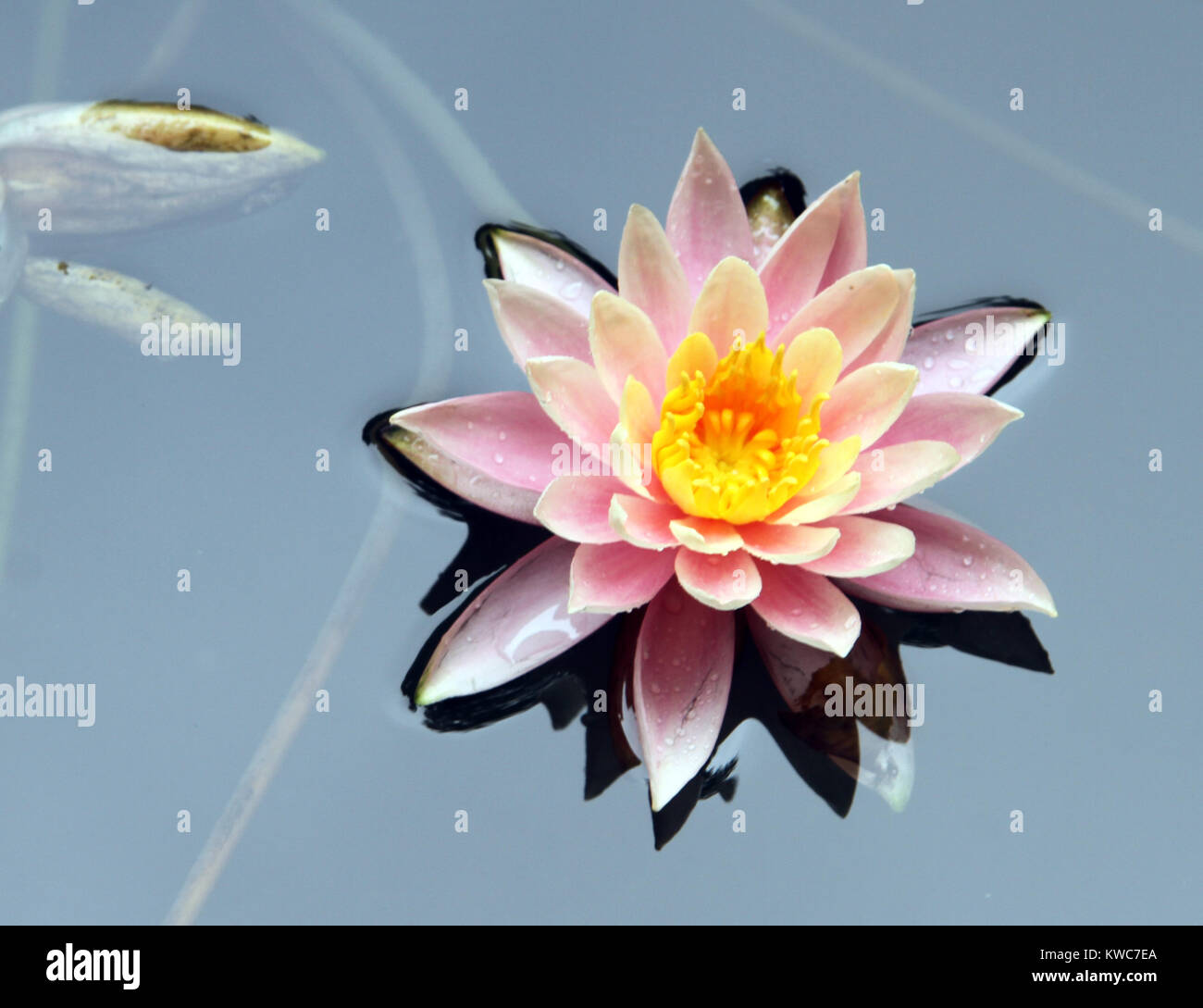 Big lotus on the surface of water Stock Photo - Alamy