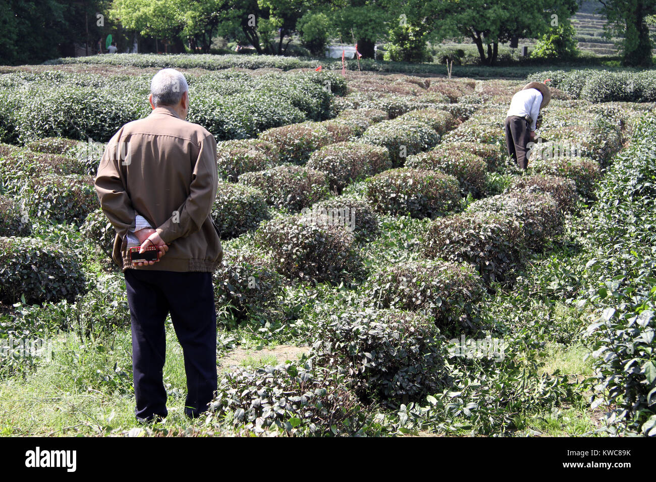 Tea plantation manager hi-res stock photography and images - Alamy