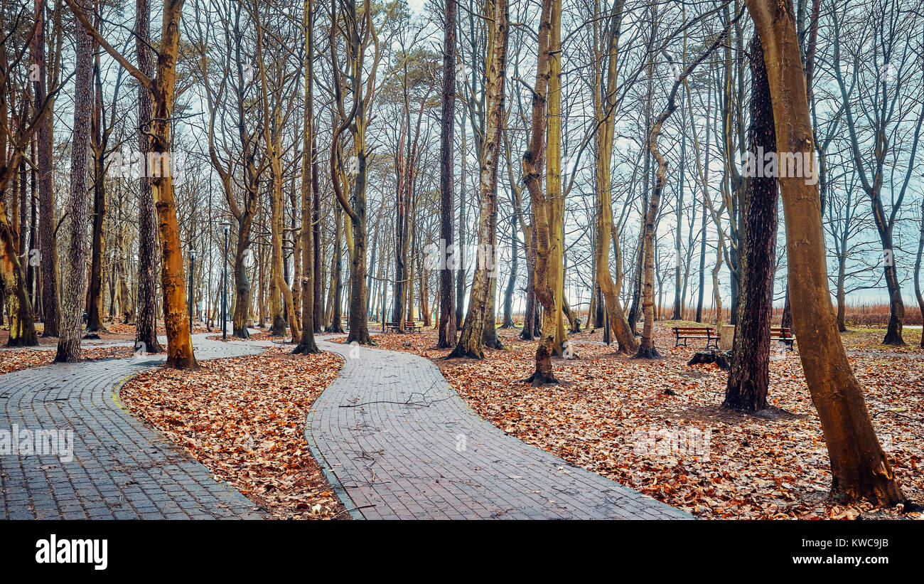 Park path with leafless trees, cinematic look stylized picture Stock ...