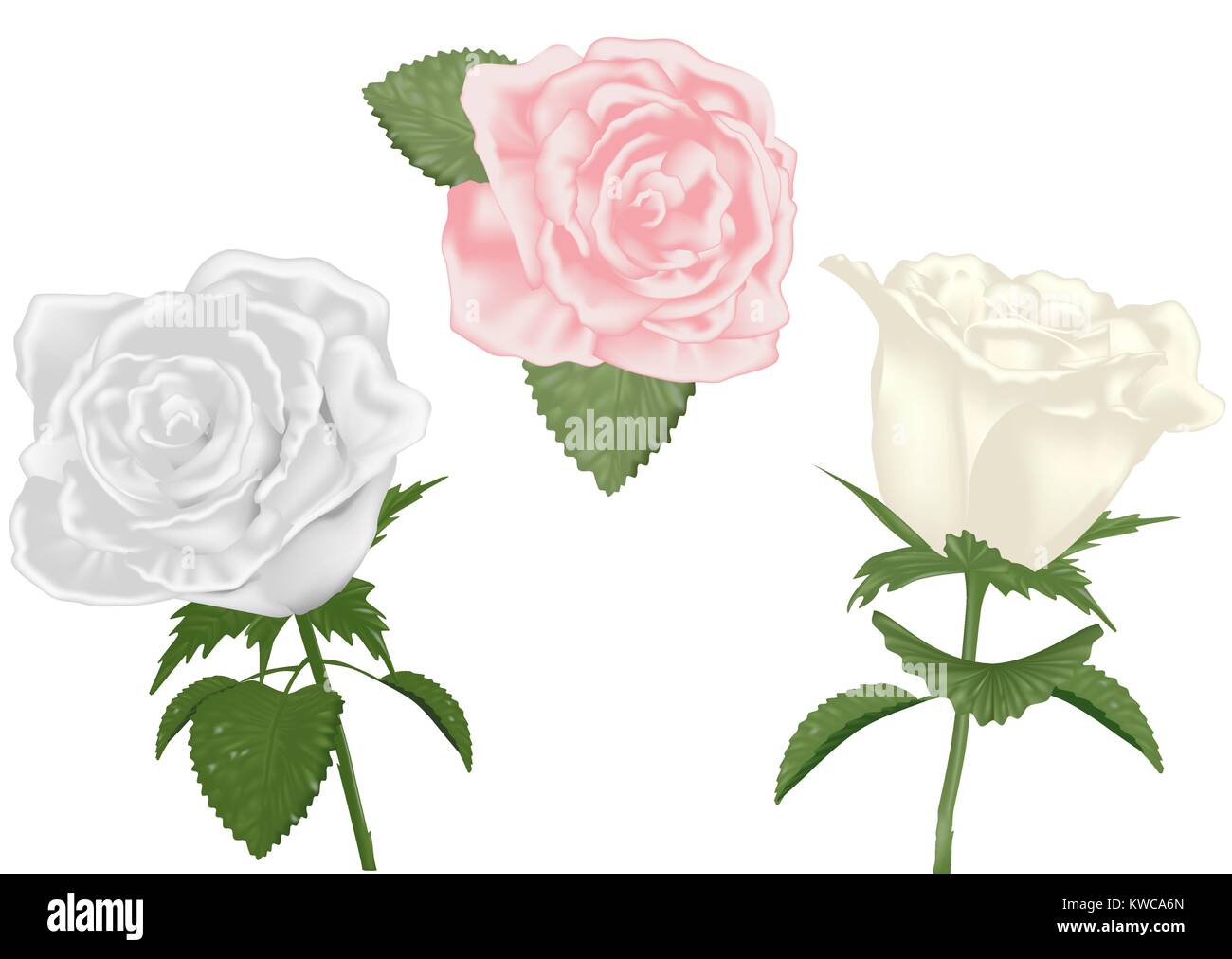 set of roses isolated on a white background Stock Vector Image & Art ...