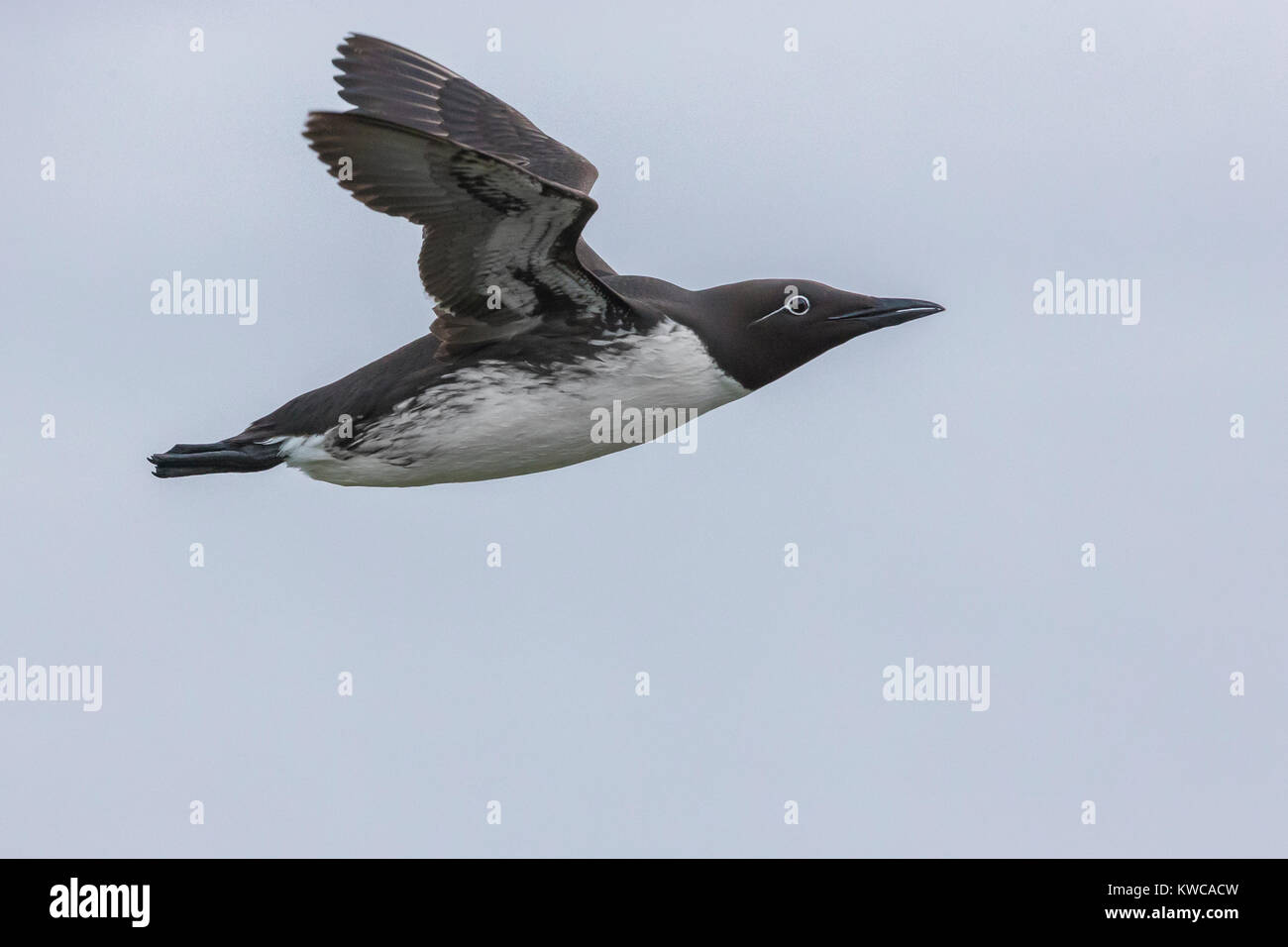 Common Murre (Uria aalge), adult in flight Stock Photo - Alamy