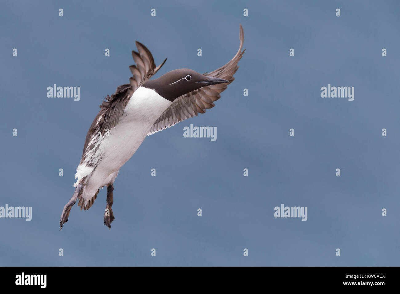 Common Murre (Uria aalge), adult in flight Stock Photo - Alamy