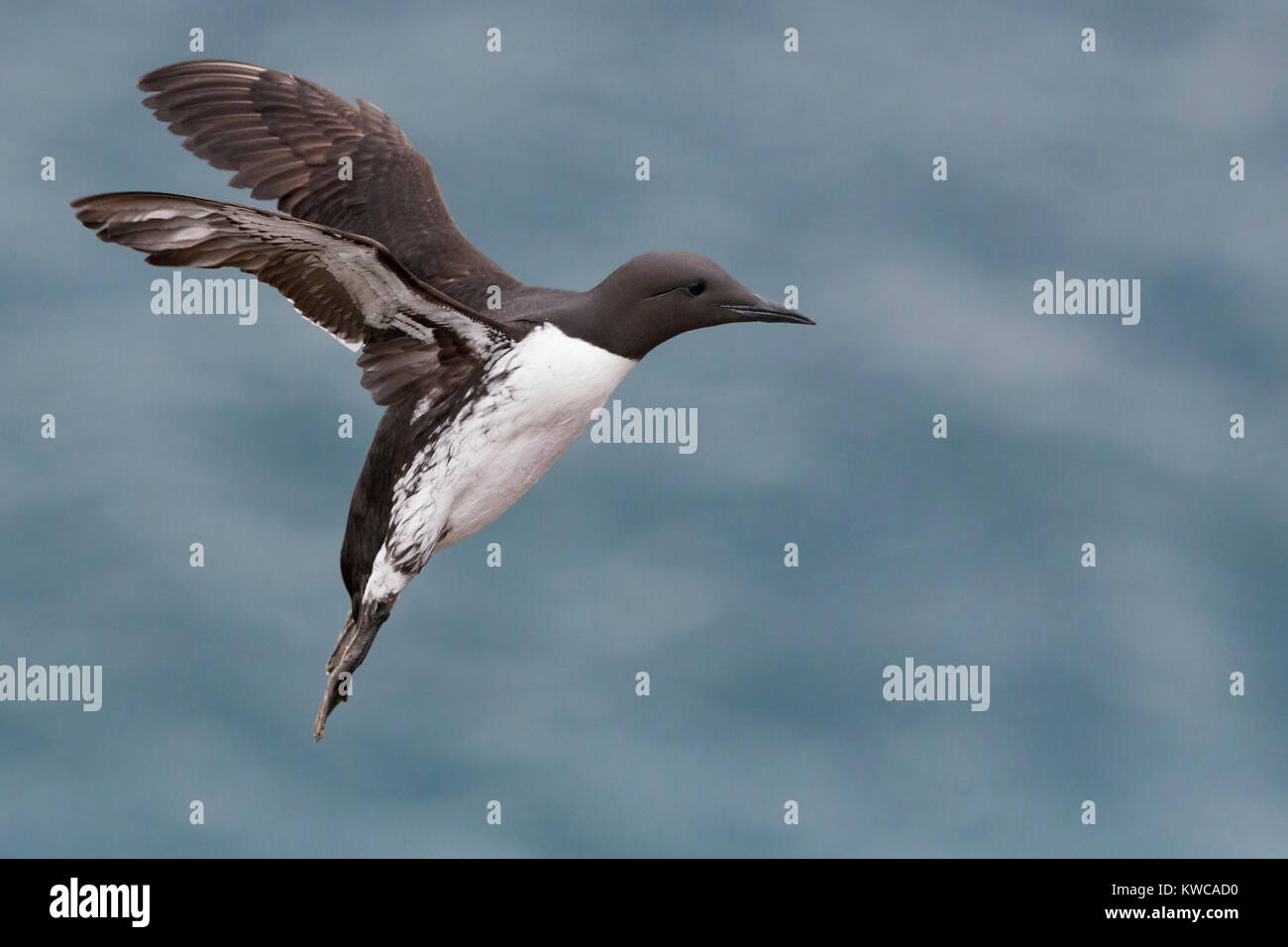Common Murre Uria Aalge High Resolution Stock Photography and Images ...