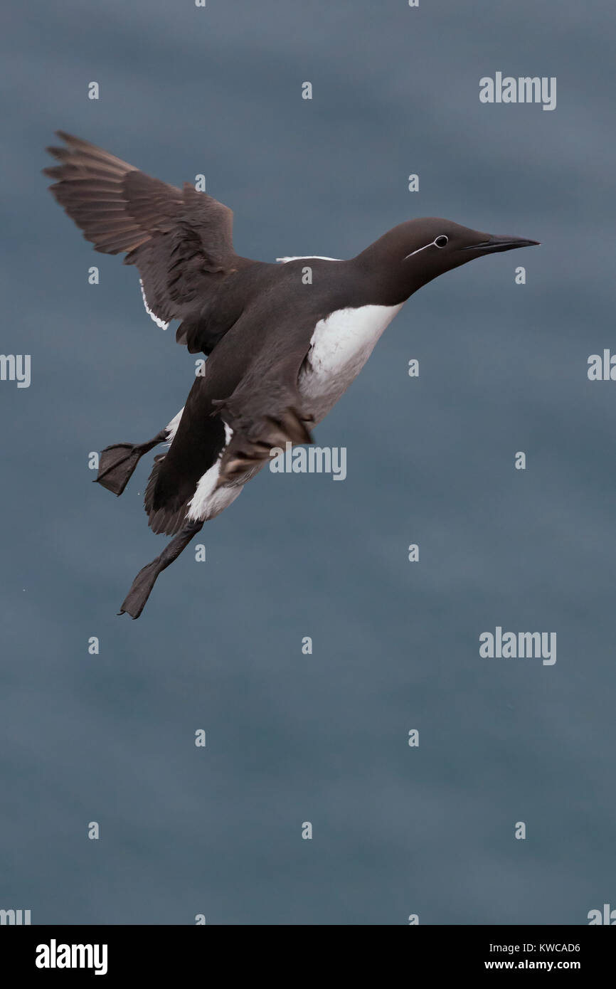 Common Murre (Uria aalge), adult in flight Stock Photo - Alamy