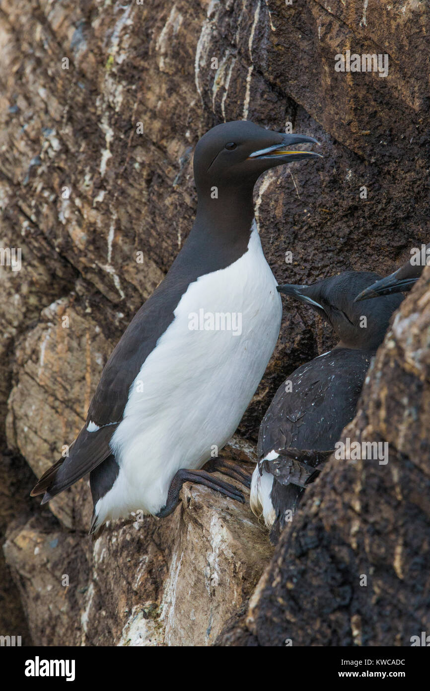 Uria hi-res stock photography and images - Alamy