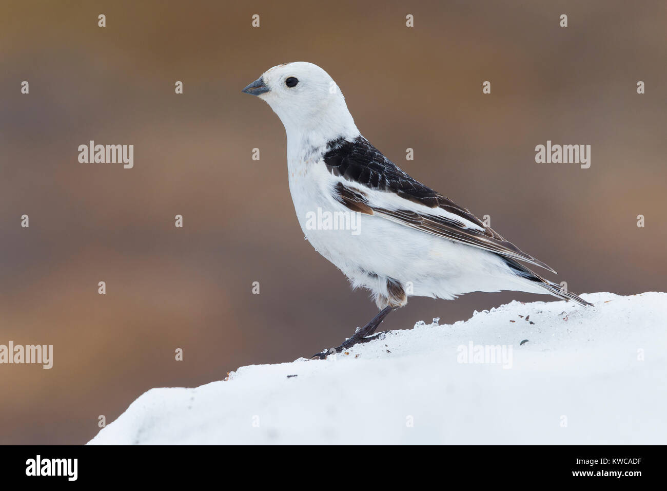 Snow bunting breeding plumage hi-res stock photography and images - Alamy