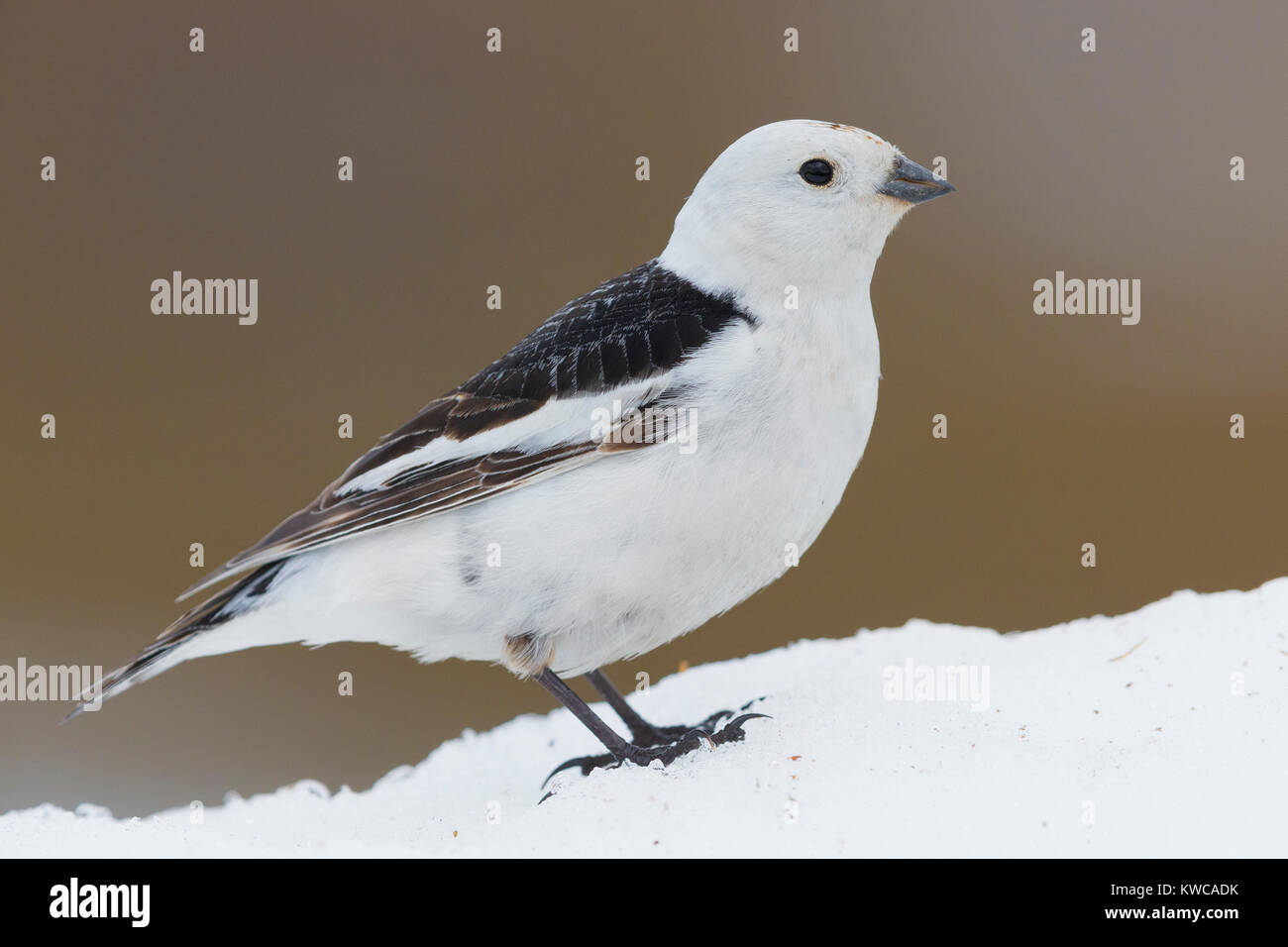 Snow bunting breeding plumage hi-res stock photography and images - Alamy