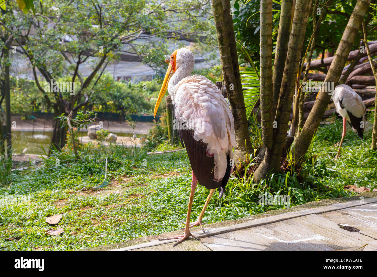 Brown stork hi-res stock photography and images - Alamy