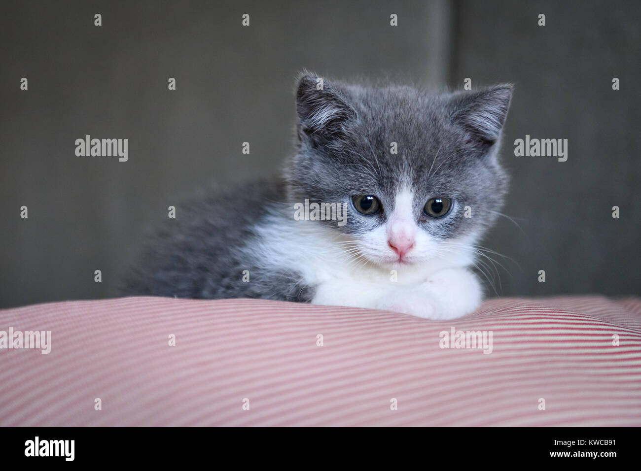 Cute kitten, indoor shooting Stock Photo - Alamy