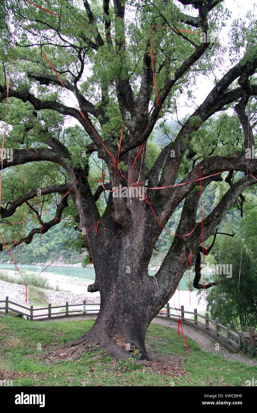 River and very big tree in Dajun town, China Stock Photo - Alamy